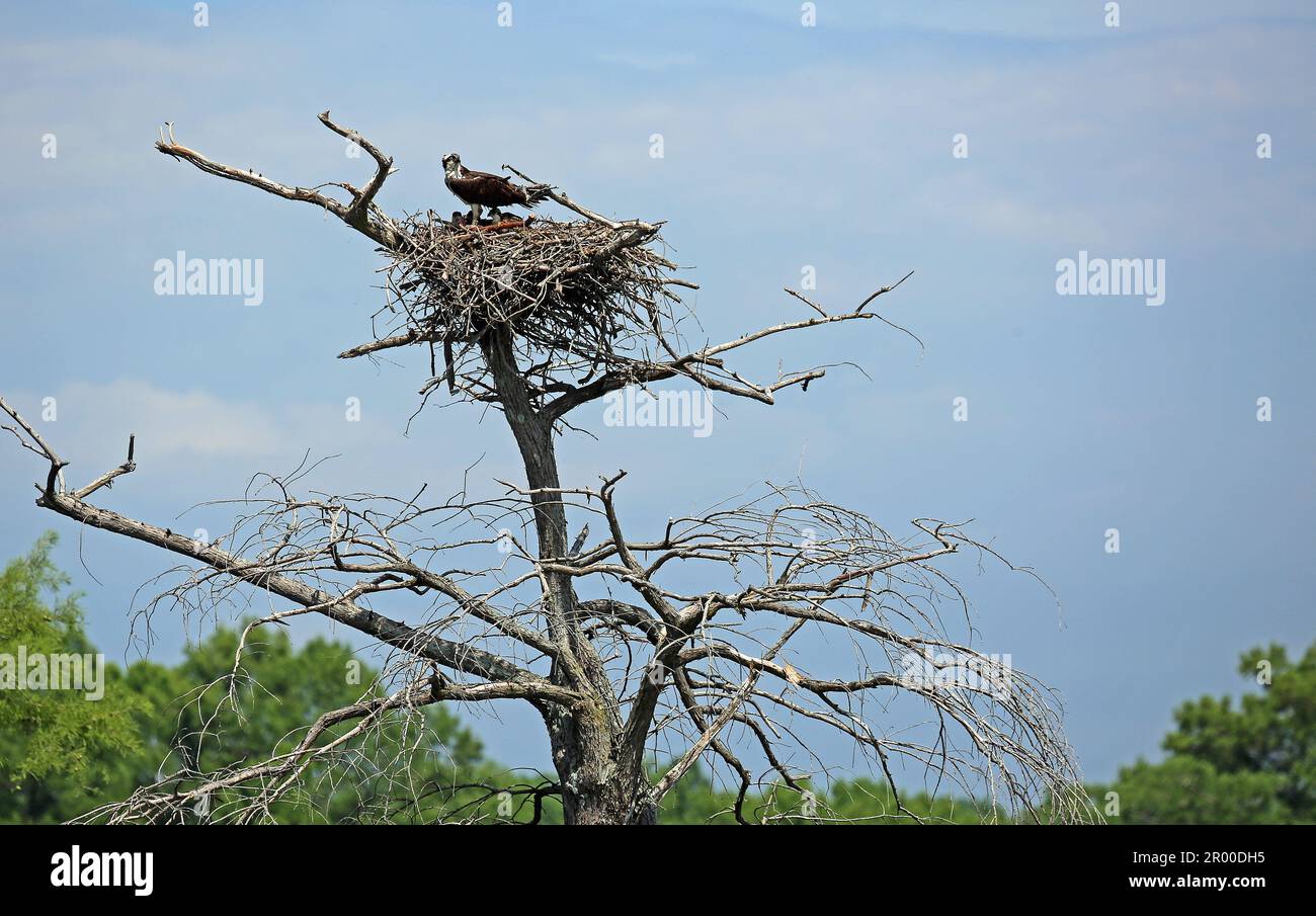 Osprey nest with chicks - Tennessee Stock Photo - Alamy