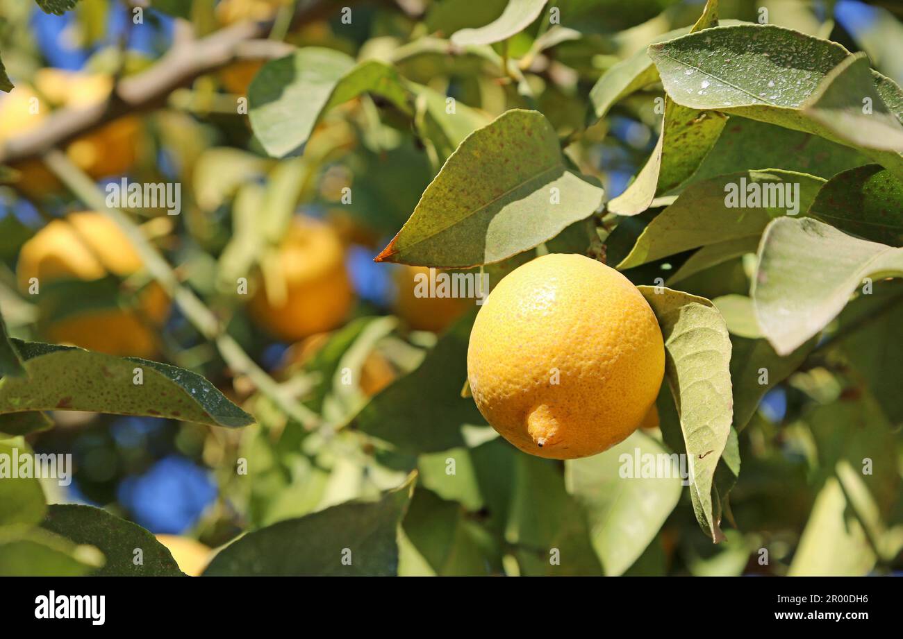 California ripe tree hi-res stock photography and images - Alamy