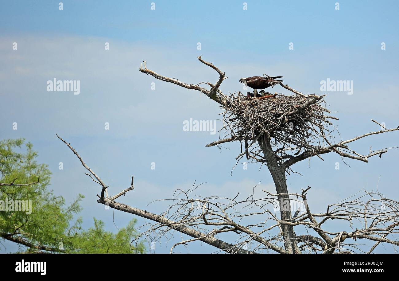 Tree with Osprey nest - Tennessee Stock Photo - Alamy