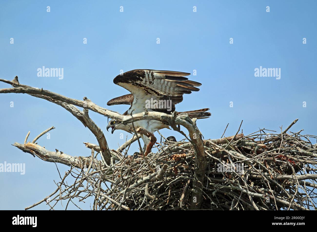 Osprey in nest - Tennessee Stock Photo - Alamy