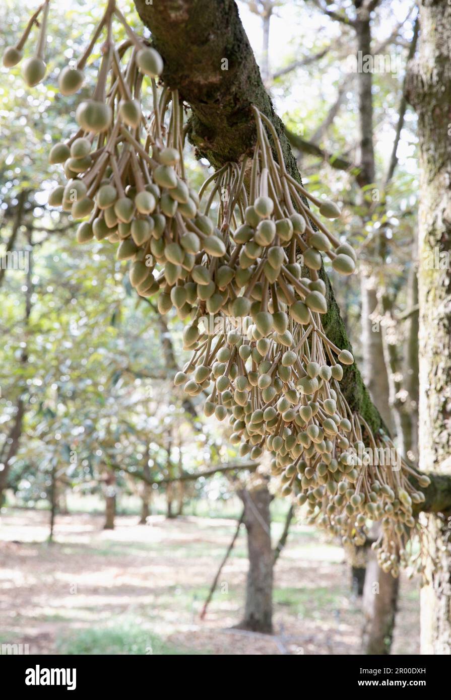 Thailand durian farming hi-res stock photography and images - Alamy