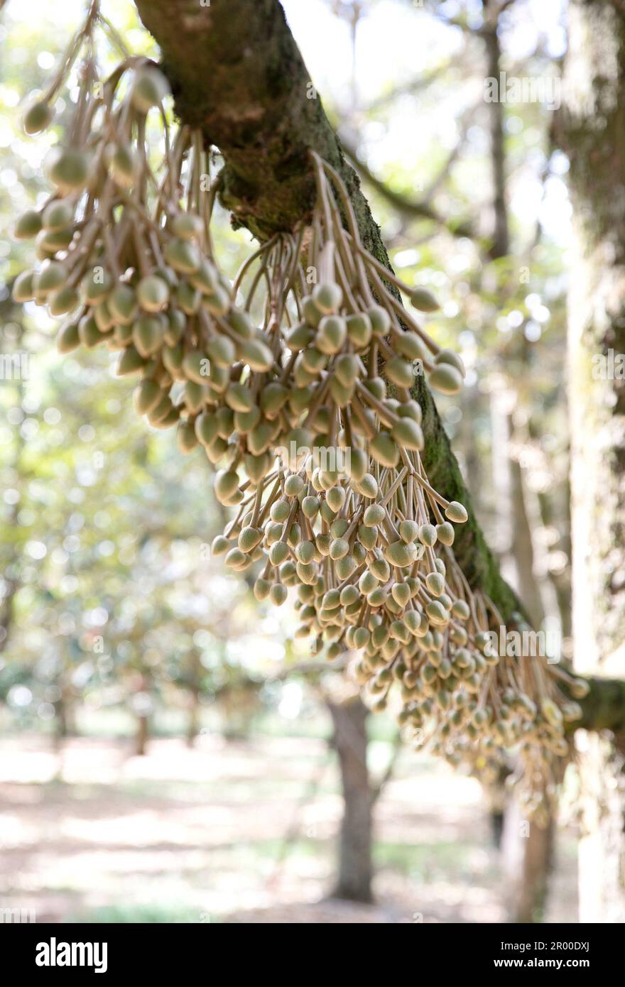 Thailand durian farming hi-res stock photography and images - Alamy