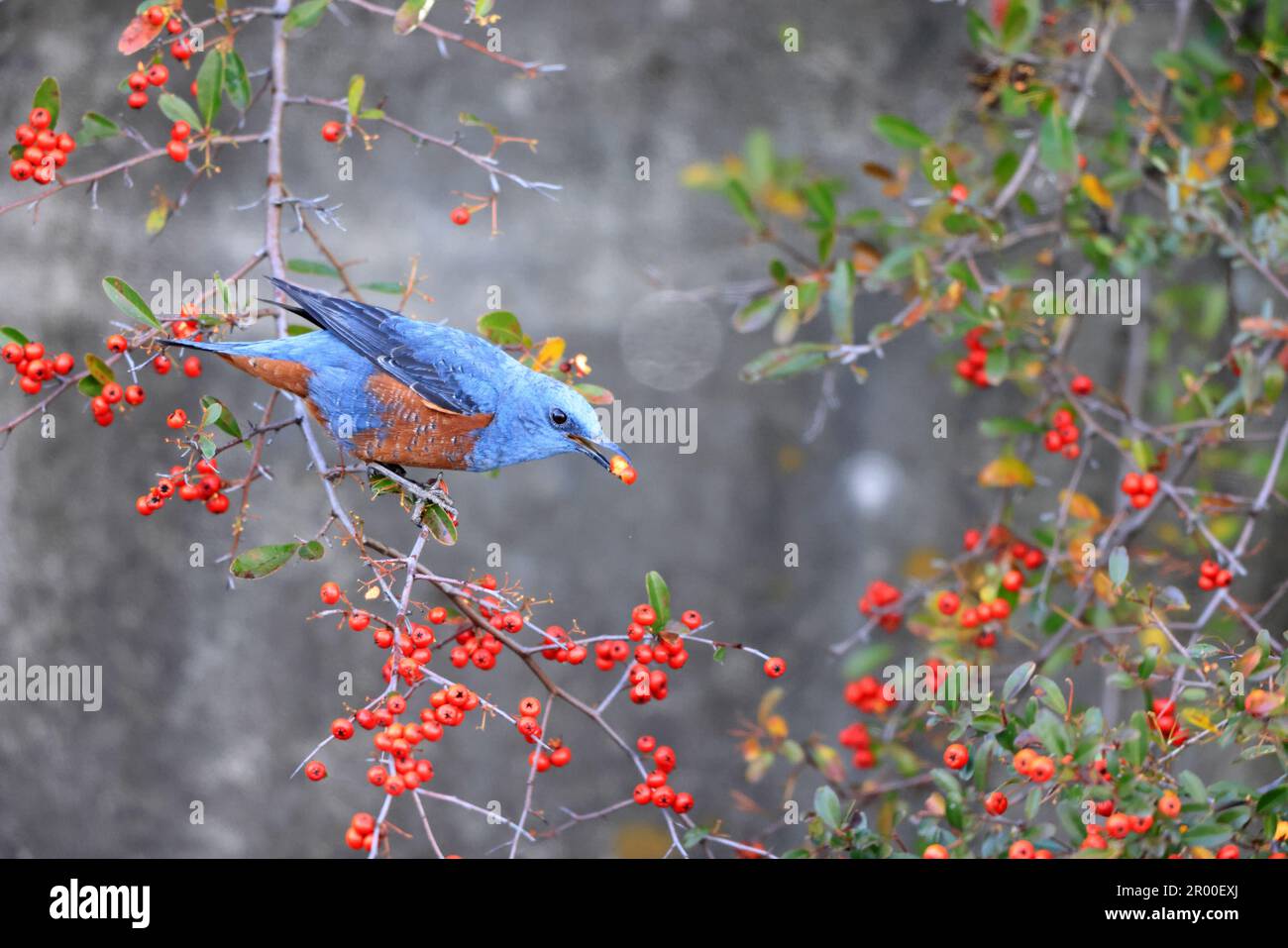 Monticola solitarius philippensis hi-res stock photography and images ...