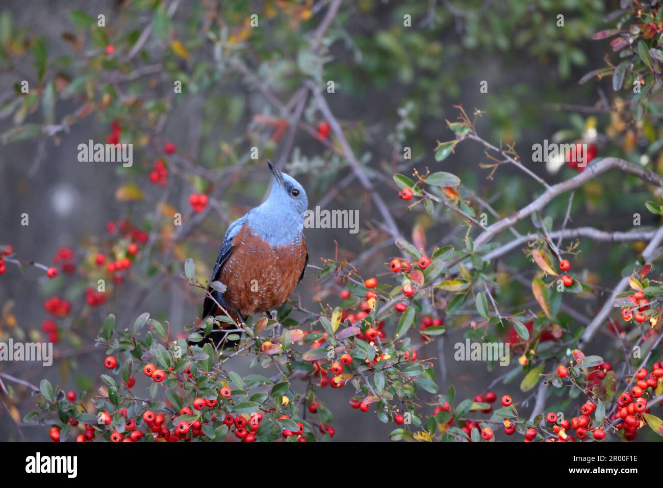 Blue Rock Thrush (Monticola solitarius philippensis) male in Japan ...