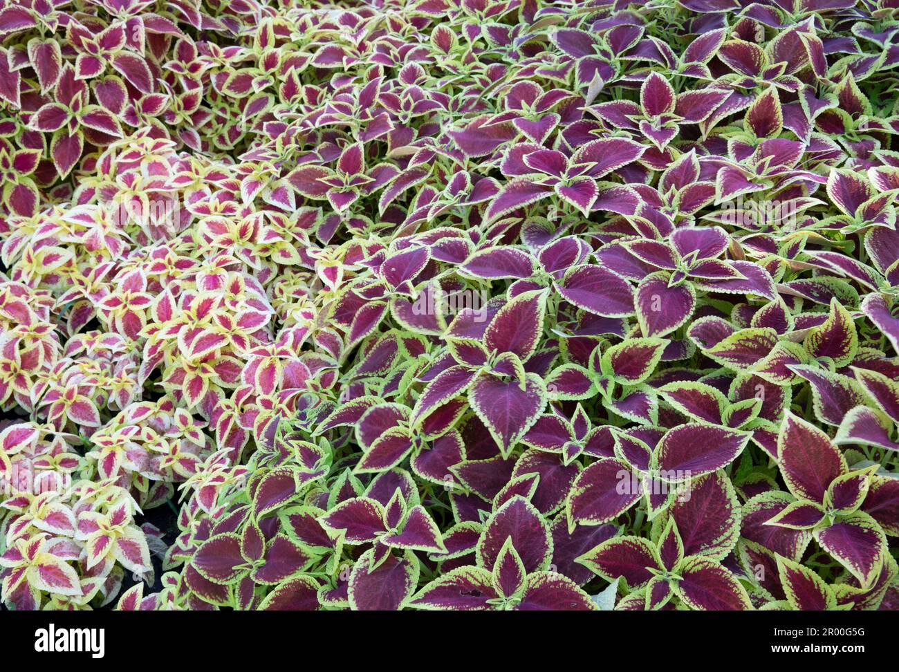 Colorful Coleus plant or Painted Nettle plant background Stock Photo ...