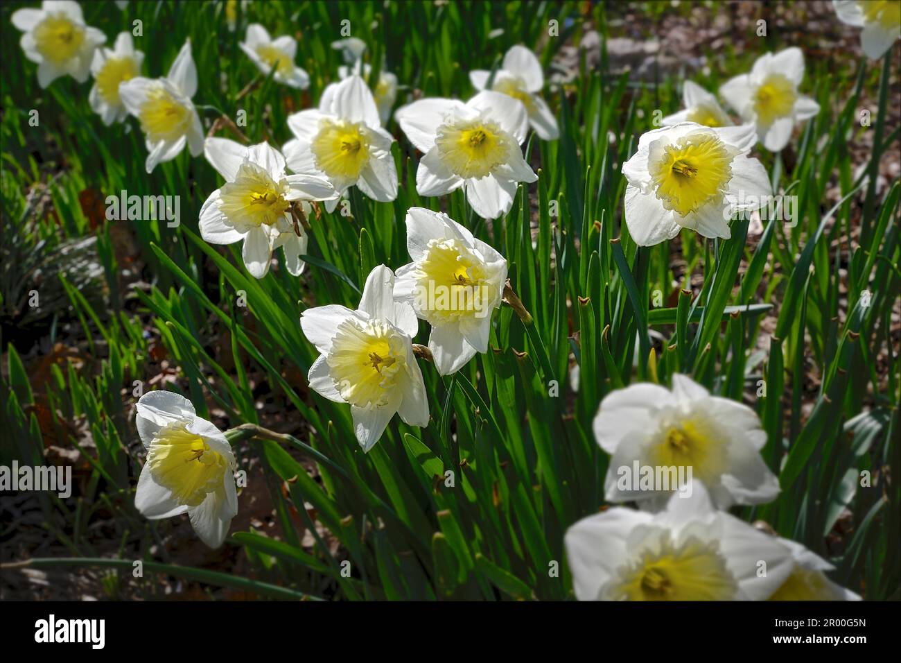 Spring - Daffodils in the Garden Stock Photo - Alamy