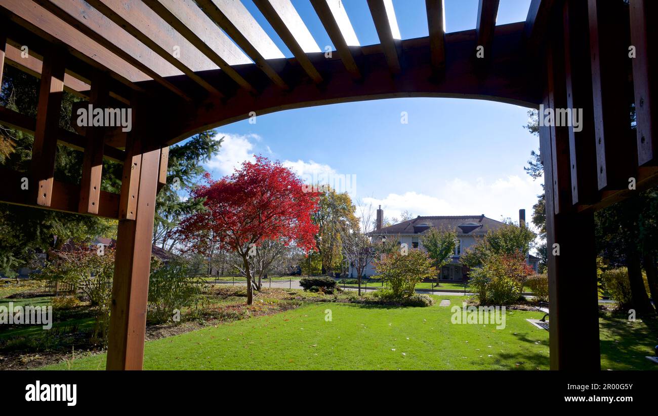 The view of the public park with a maple tree and canopy Stock Photo ...