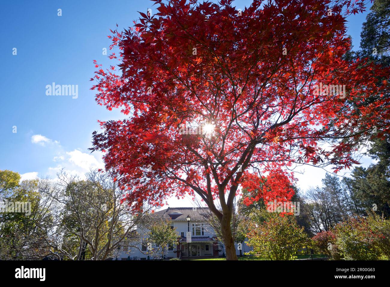 autumn - Lens flare - Maple tree in the public park in autumn Stock ...