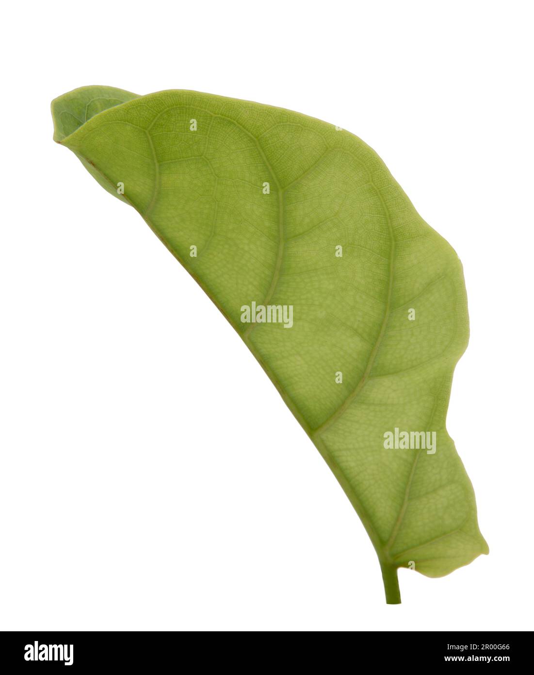 Green ficus lyrate leaf isolated on white background Stock Photo - Alamy