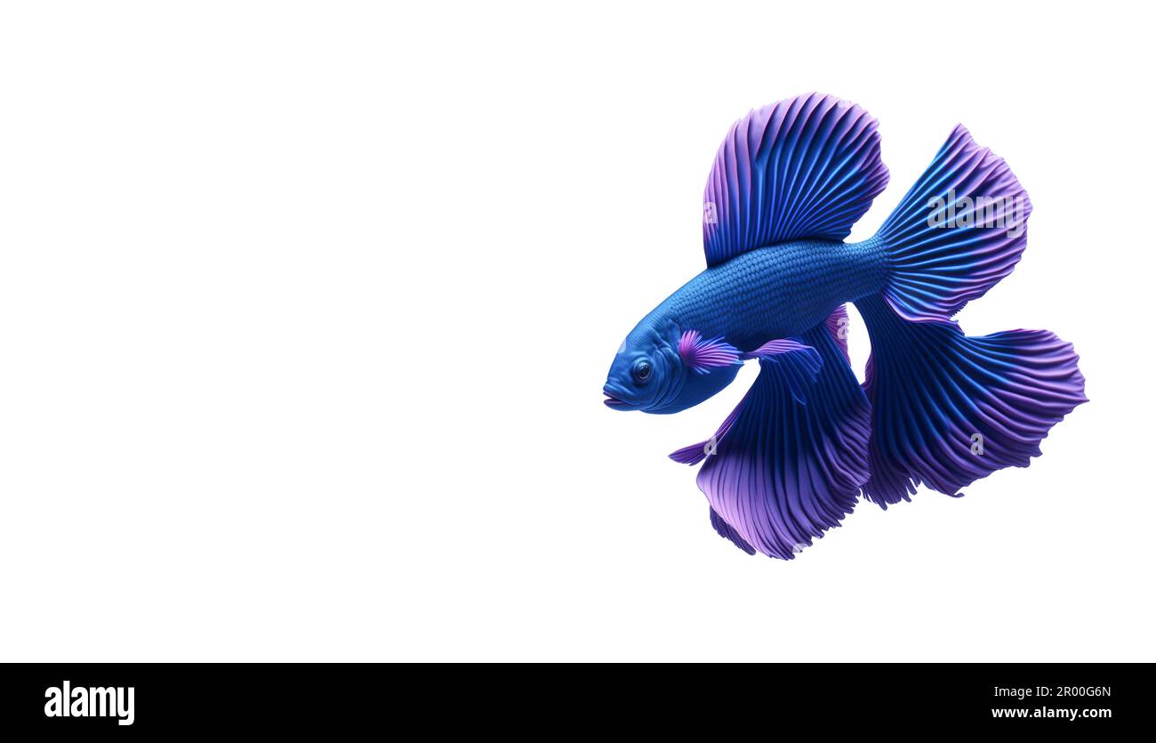 Red white crown betta fish hi-res stock photography and images - Alamy