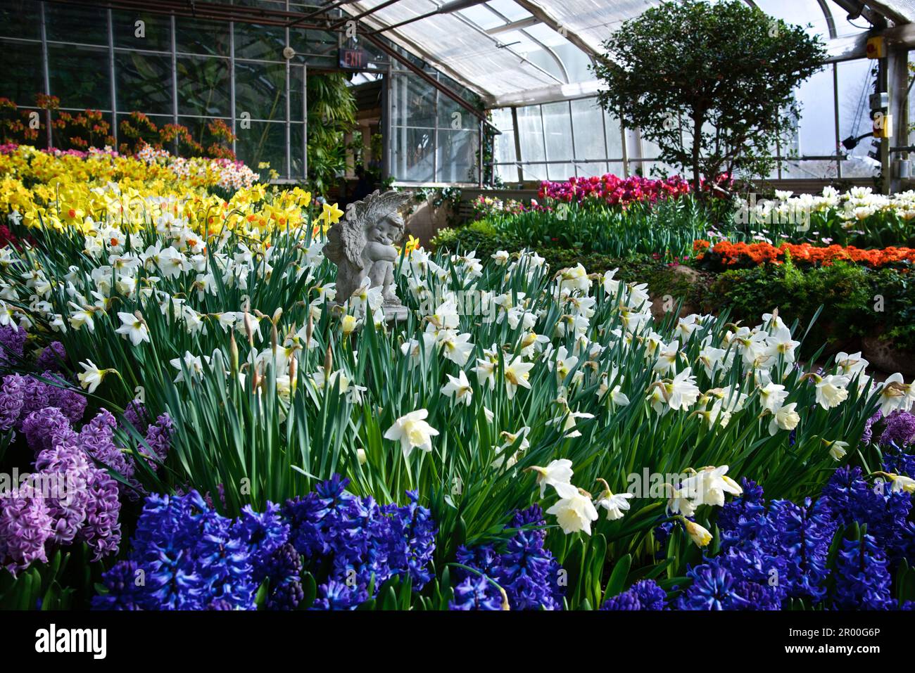 Spring flowers inside a conservatory Stock Photo - Alamy