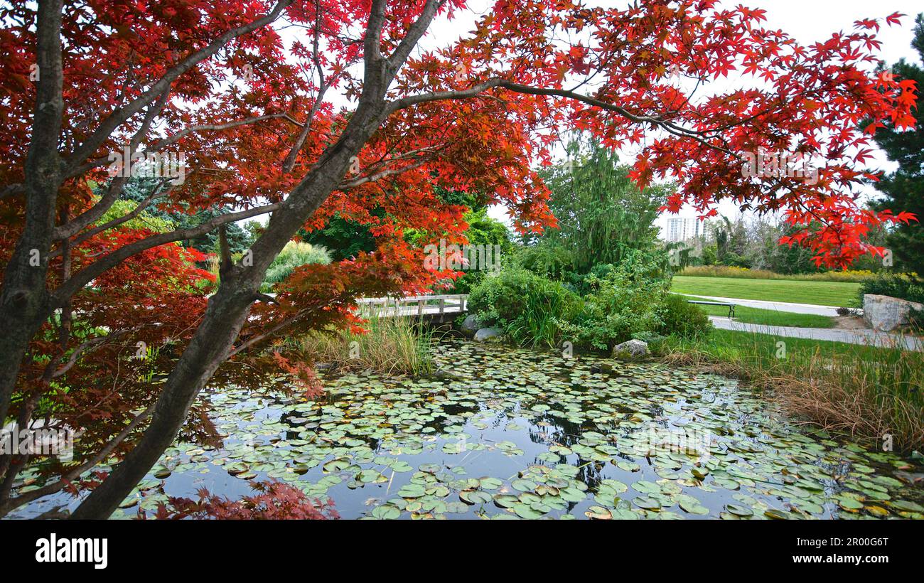 Plants and flowers bloom in the park in Toronto, Ontario, Canada Stock ...