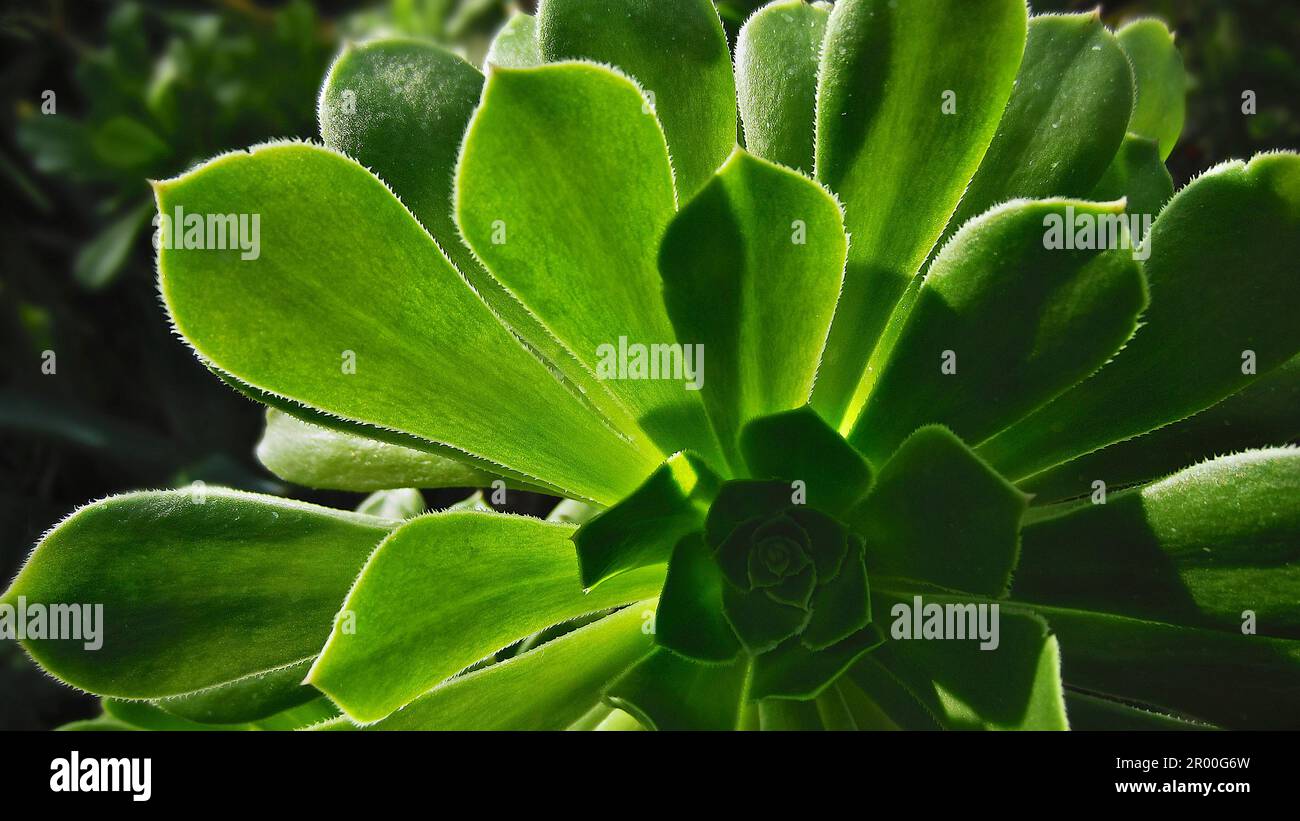 Succulent plants bloom inside a conservatory, in Toronto, Ontario ...