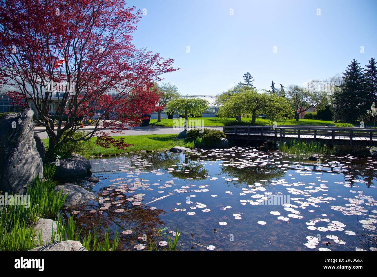 Plants and flowers bloom in the park with a pond and bridge Stock Photo ...