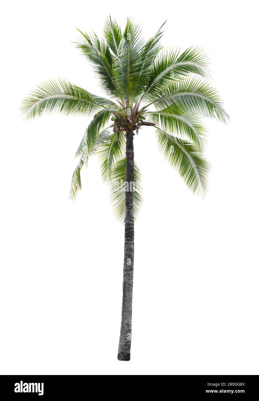 Coconut tree isolated on white background Stock Photo - Alamy