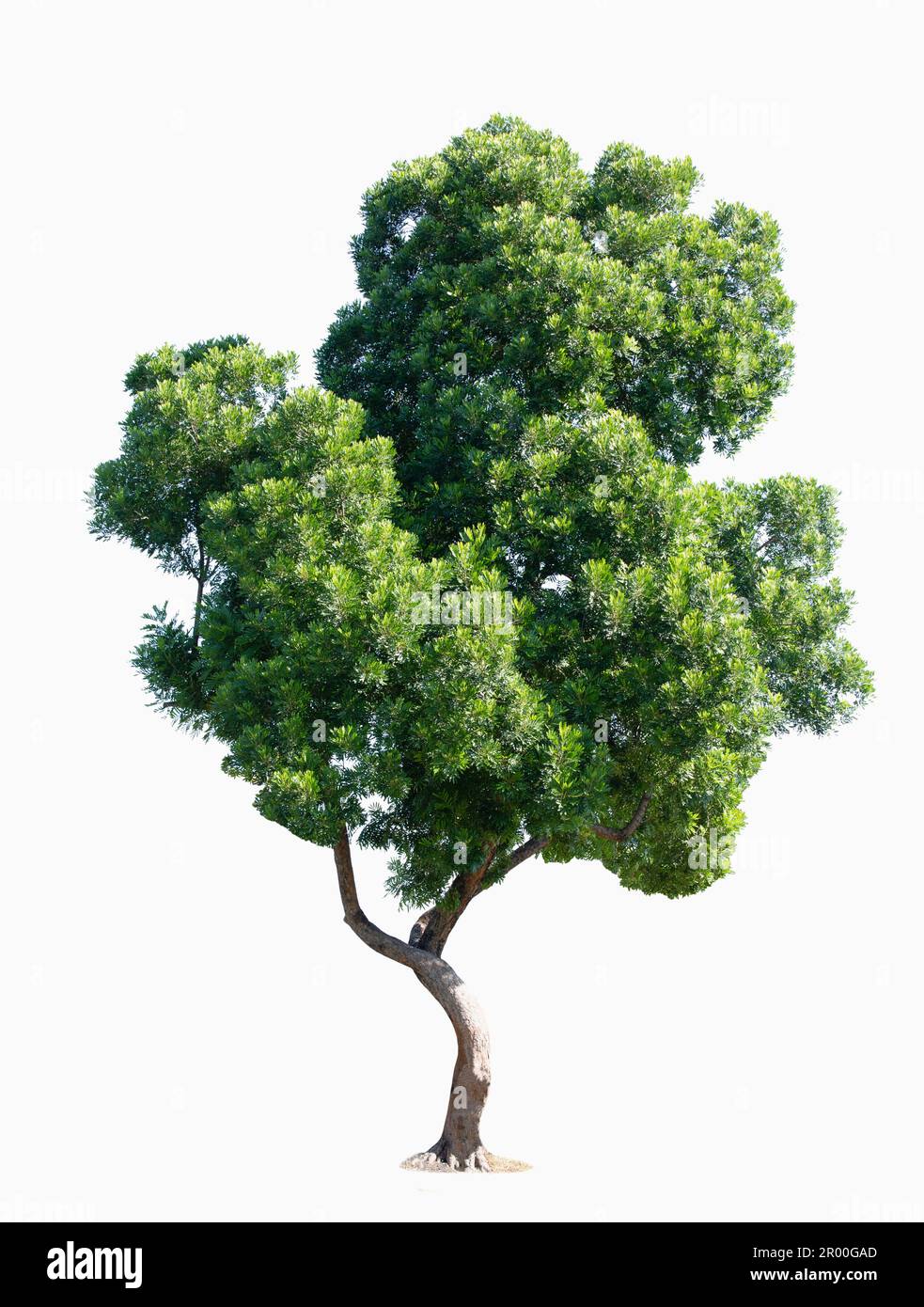 Green tree isolated on white background Stock Photo - Alamy