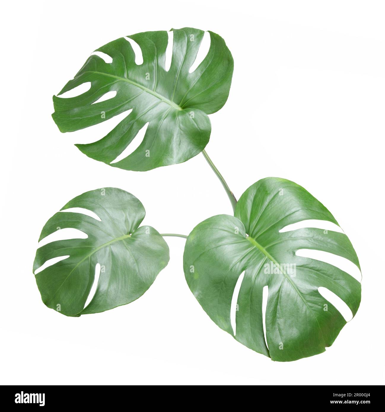 Split Leaf Philodendron Clipart