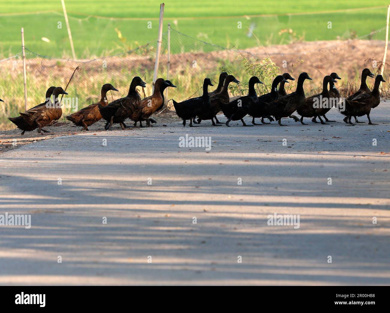 Nakhon Sawan, Thailand. 05th May, 2023. A flock of ducks walks cross a ...