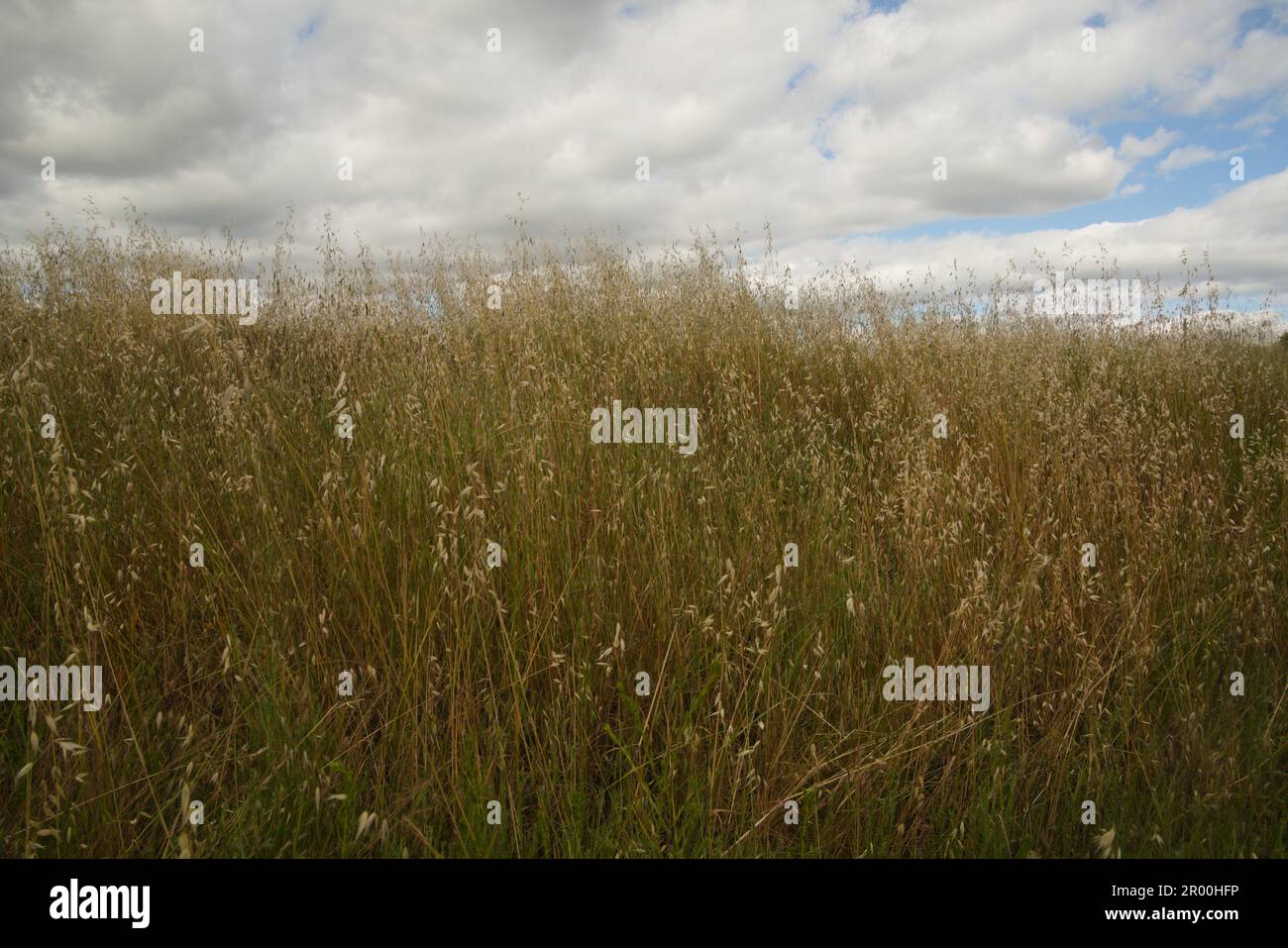 Colorful landscape of feeder reed grasses reaching up to moving white ...