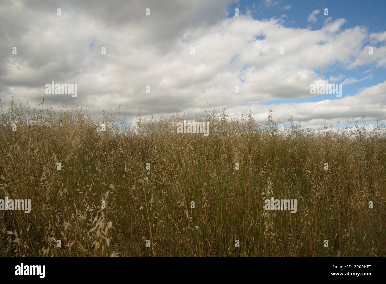 Colorful landscape of feeder reed grasses reaching up to moving white ...