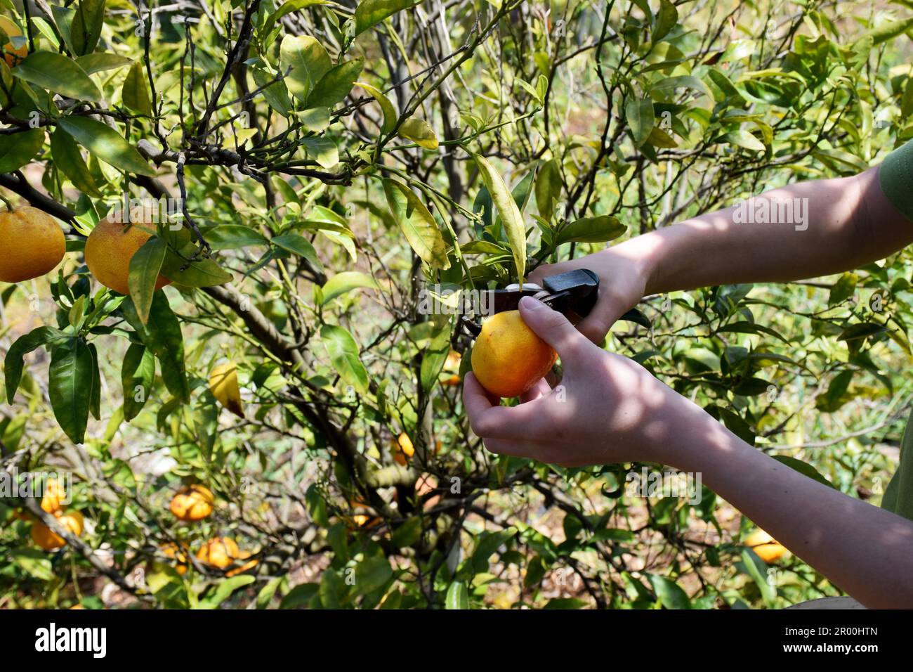 child picking fruit, orange tree Stock Photo - Alamy