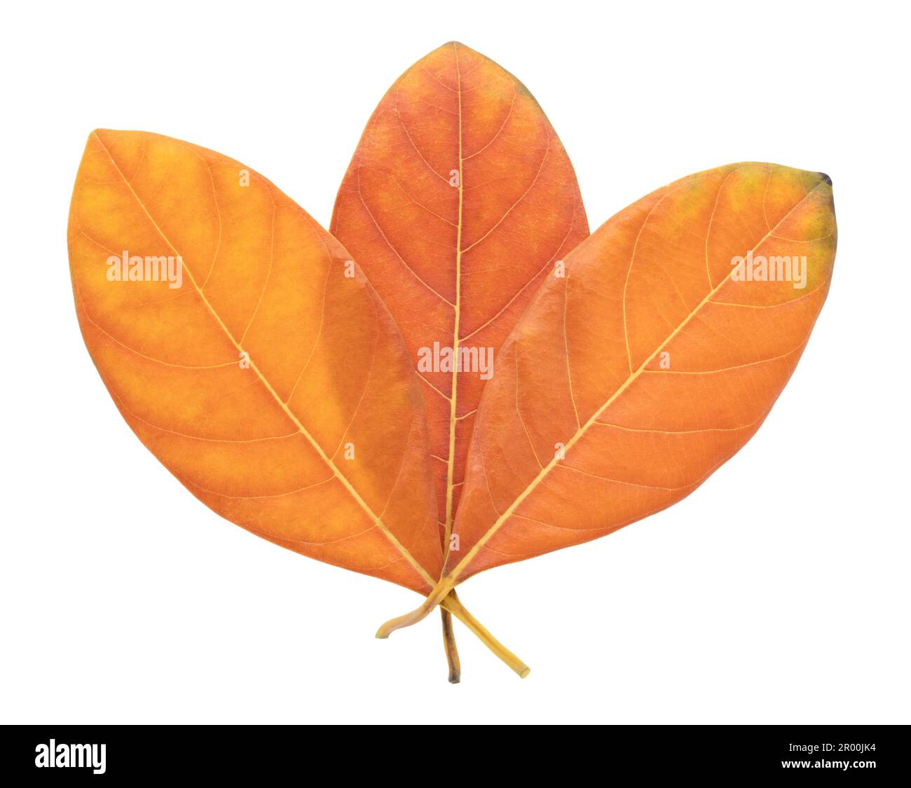 Orange jackfruit leaf isolated on white, Dried leaf Stock Photo - Alamy