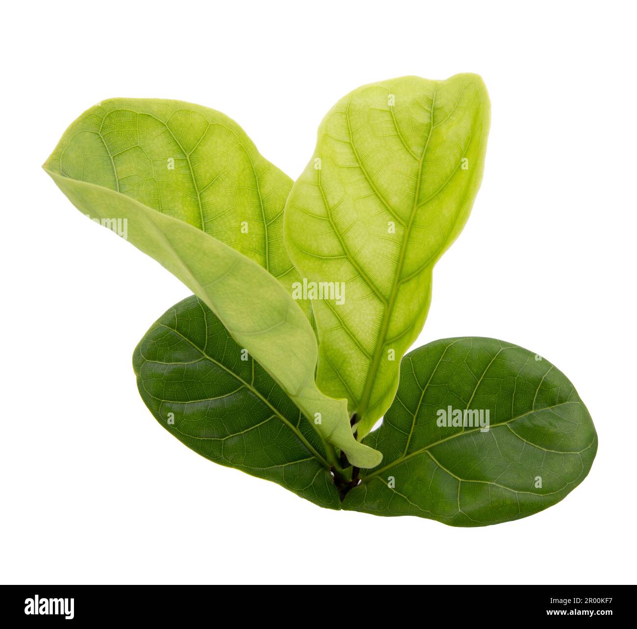 Green ficus lyrate leaf isolated on white background Stock Photo - Alamy