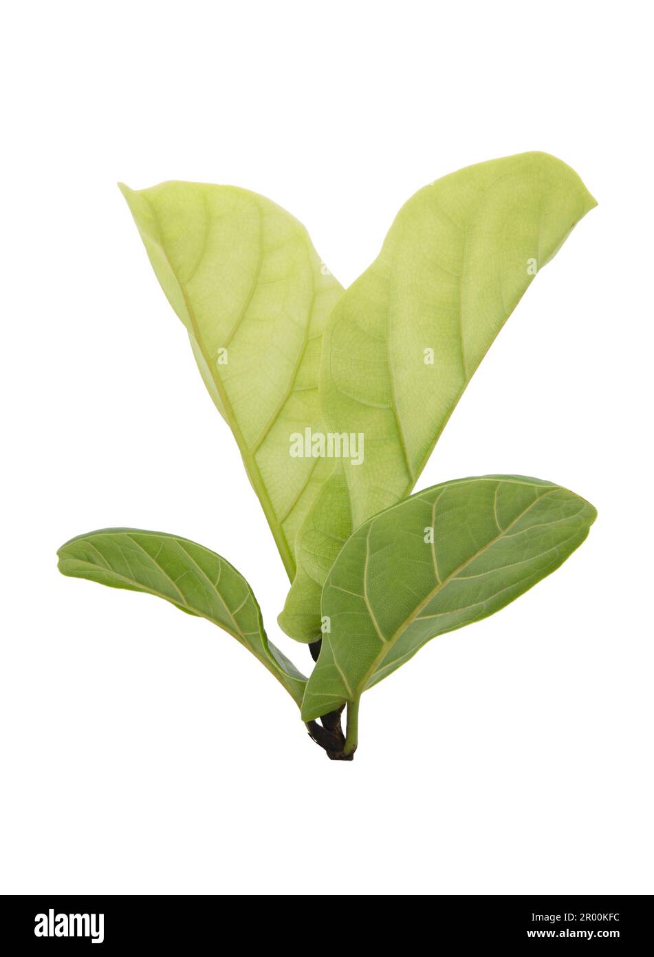 Green ficus lyrate leaf isolated on white background Stock Photo - Alamy