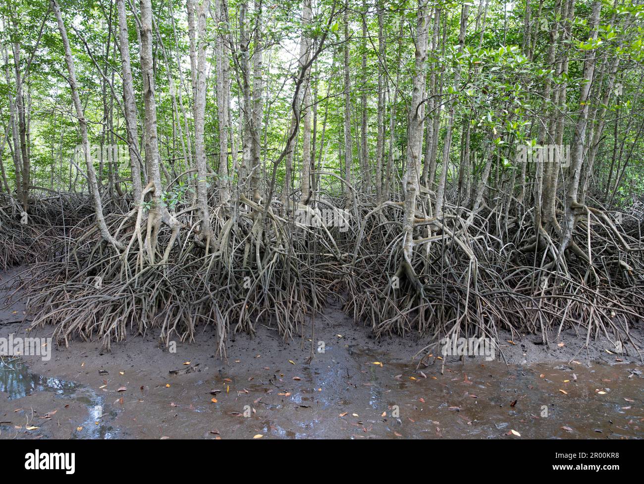 Mangroves tree and complex root in mangroves forest Stock Photo - Alamy