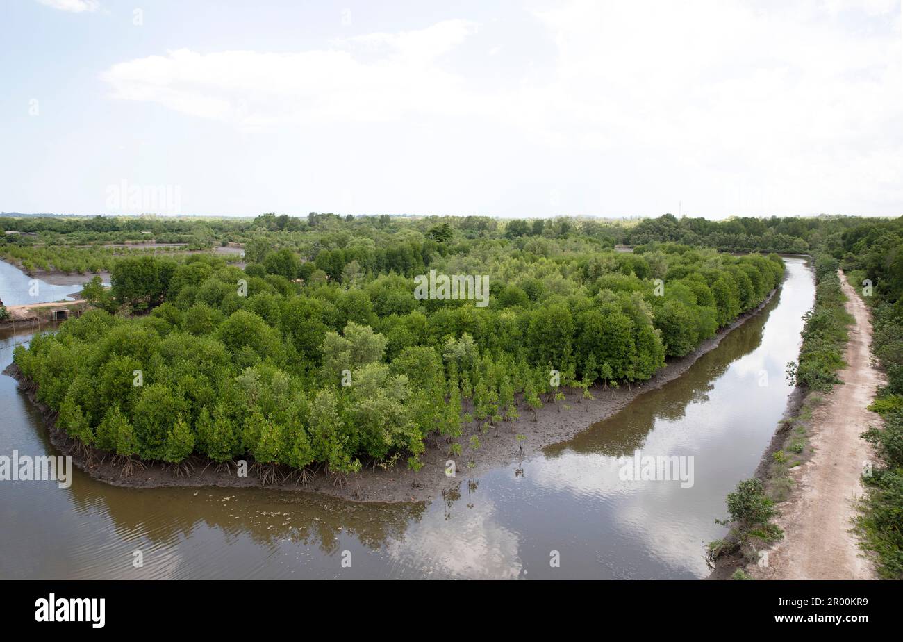 Aerial view of tropical mangrove forests. Mangrove landscape Stock ...