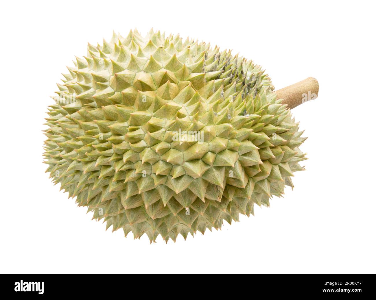 Durian fruit isolated on white background Stock Photo - Alamy