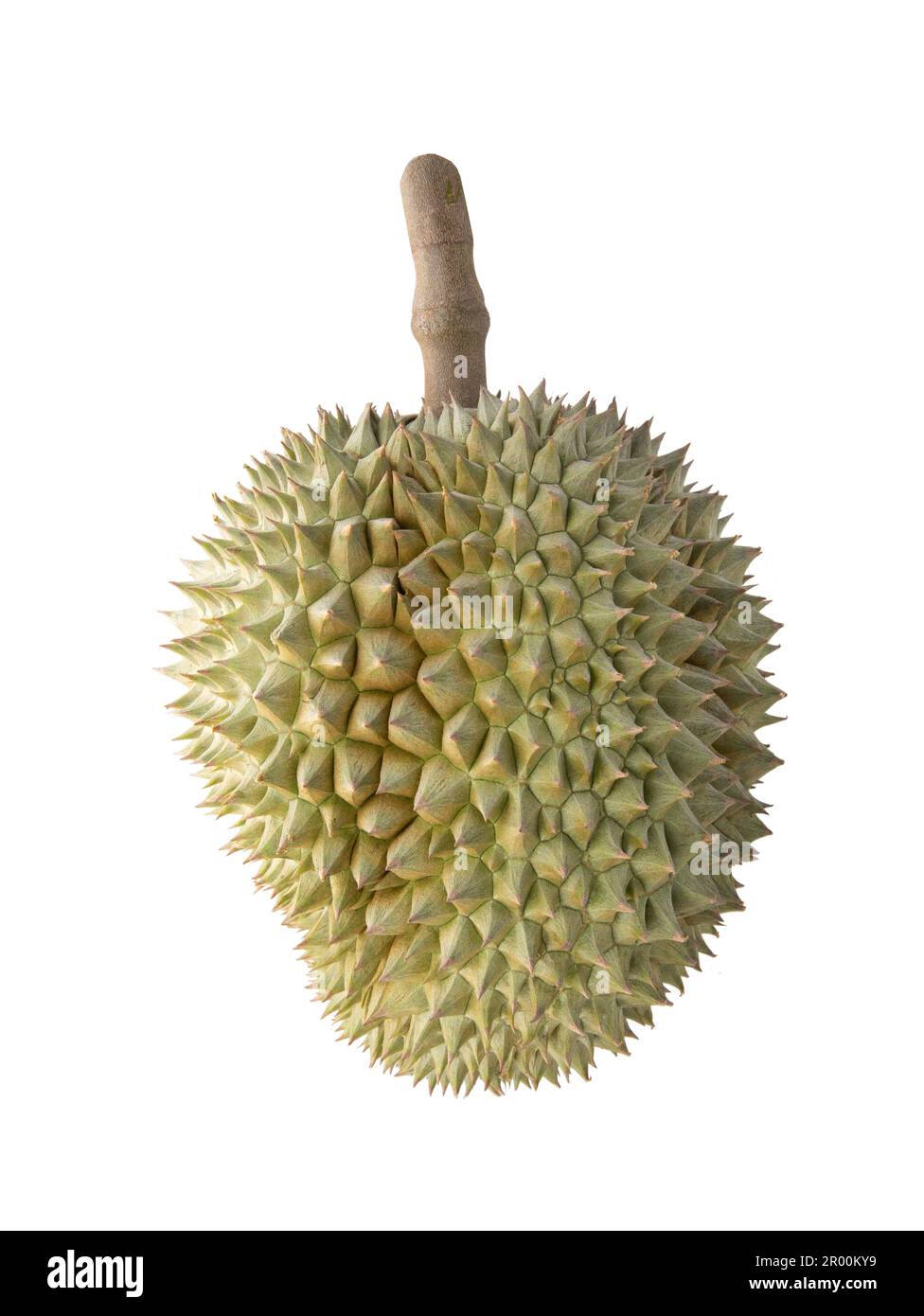 Durian fruit isolated on white background Stock Photo - Alamy