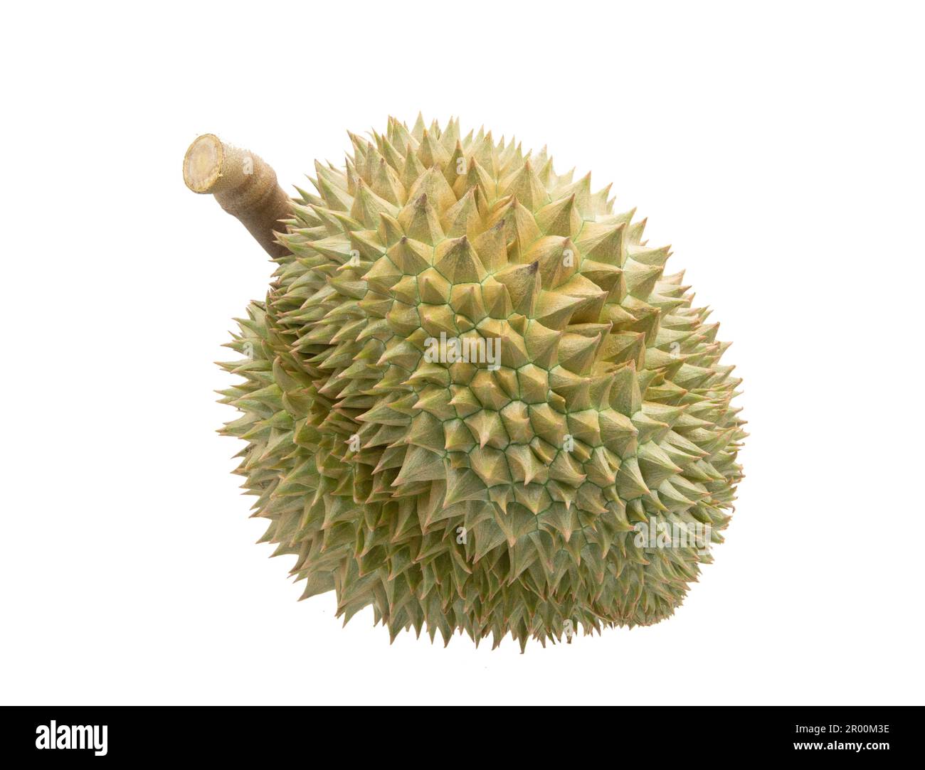 Durian fruit isolated on white background Stock Photo - Alamy