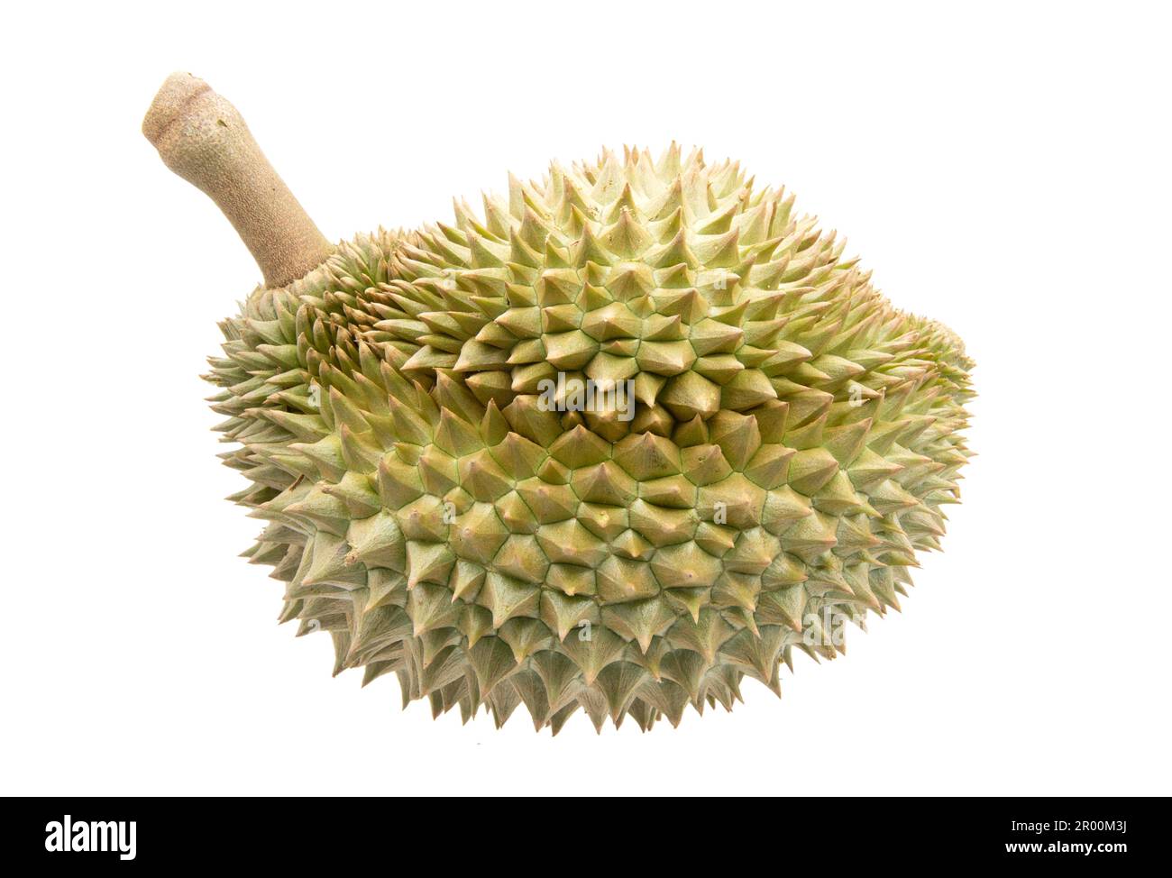 Durian fruit isolated on white background Stock Photo - Alamy