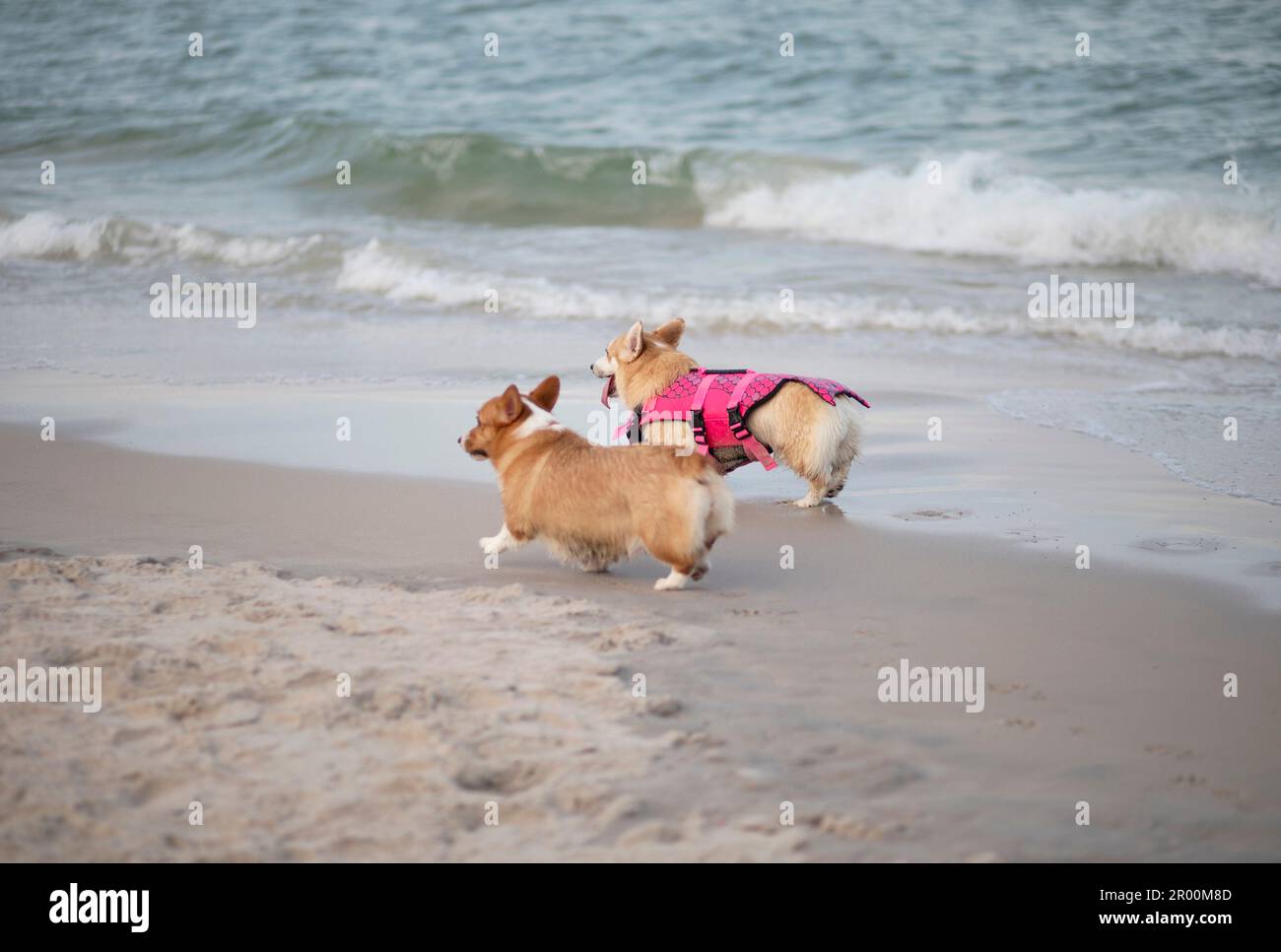 Two dogs walk along hi-res stock photography and images - Alamy
