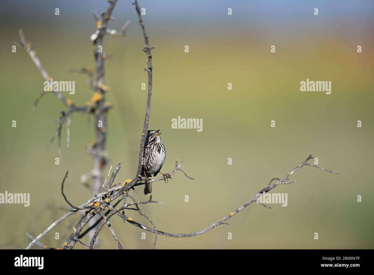 Song Sparrow Singing Her Heart Out Stock Photo - Alamy