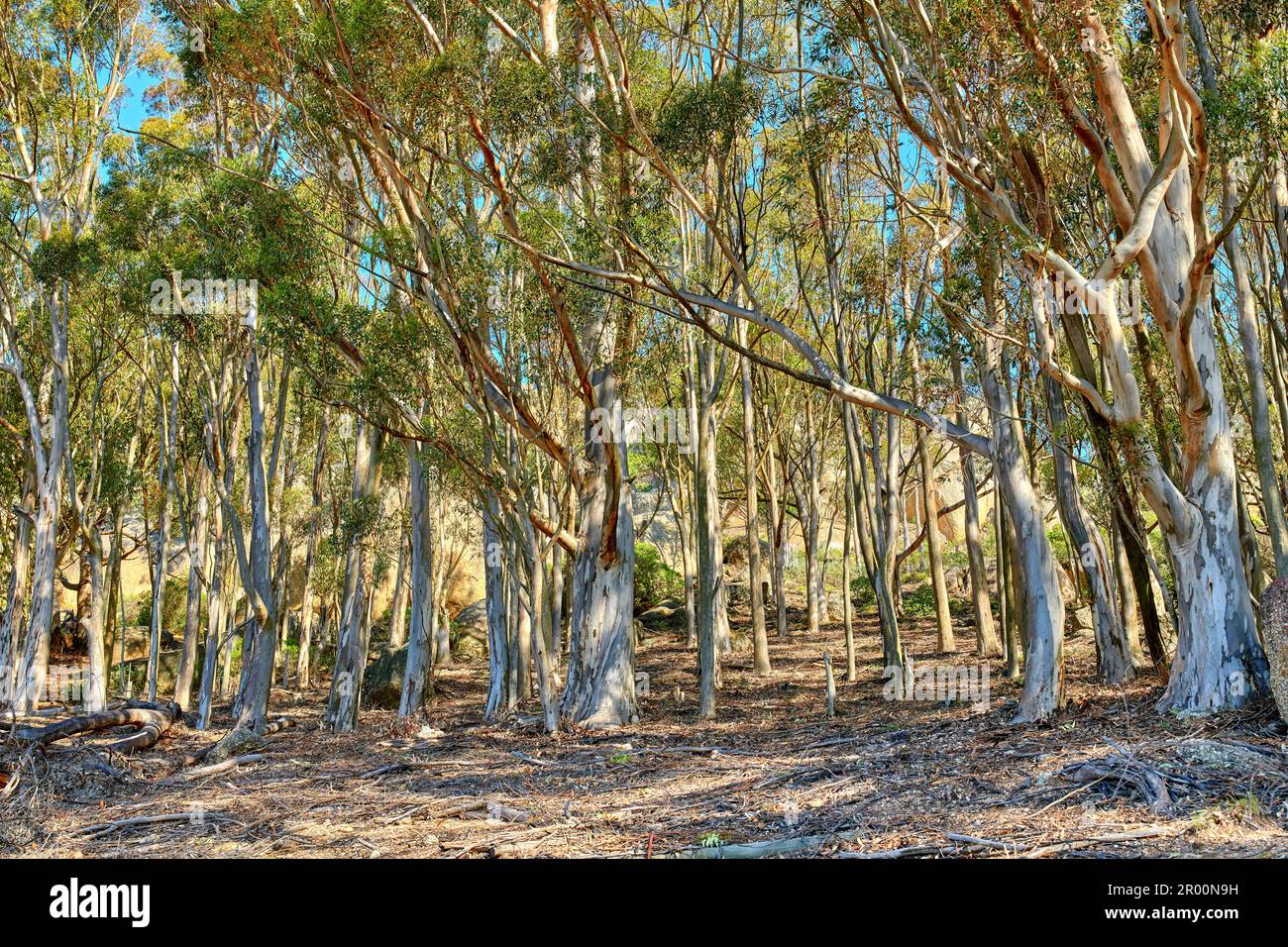 Trees of all types and seasons. A beautiful world of differences. Trees ...