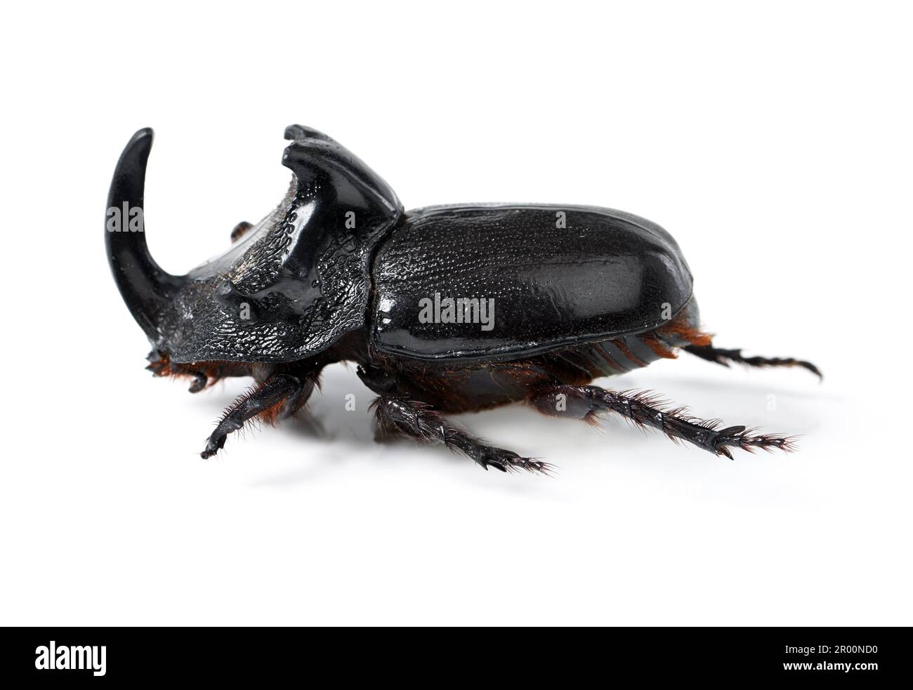 Rhino beetle, insect and bug on a white background in studio for ...