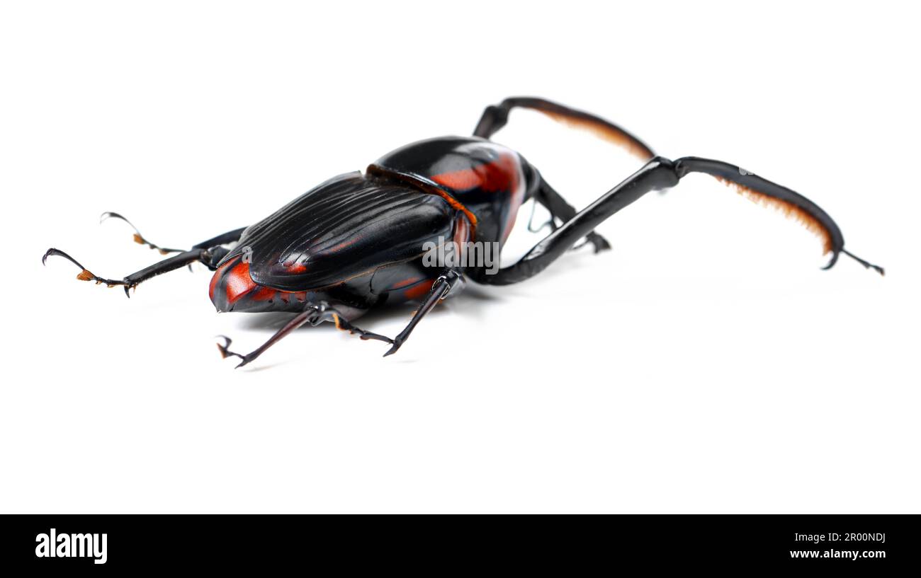 Bug, nature and beetle on a white background in studio for wildlife ...