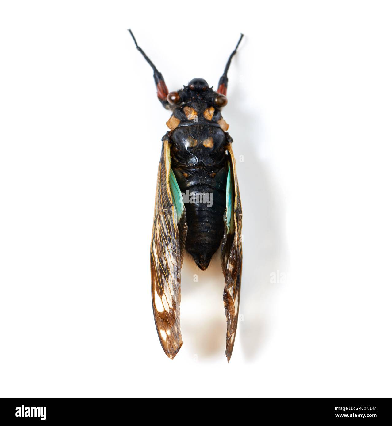 Isolated cicada, studio or white background for natural closeup in ...