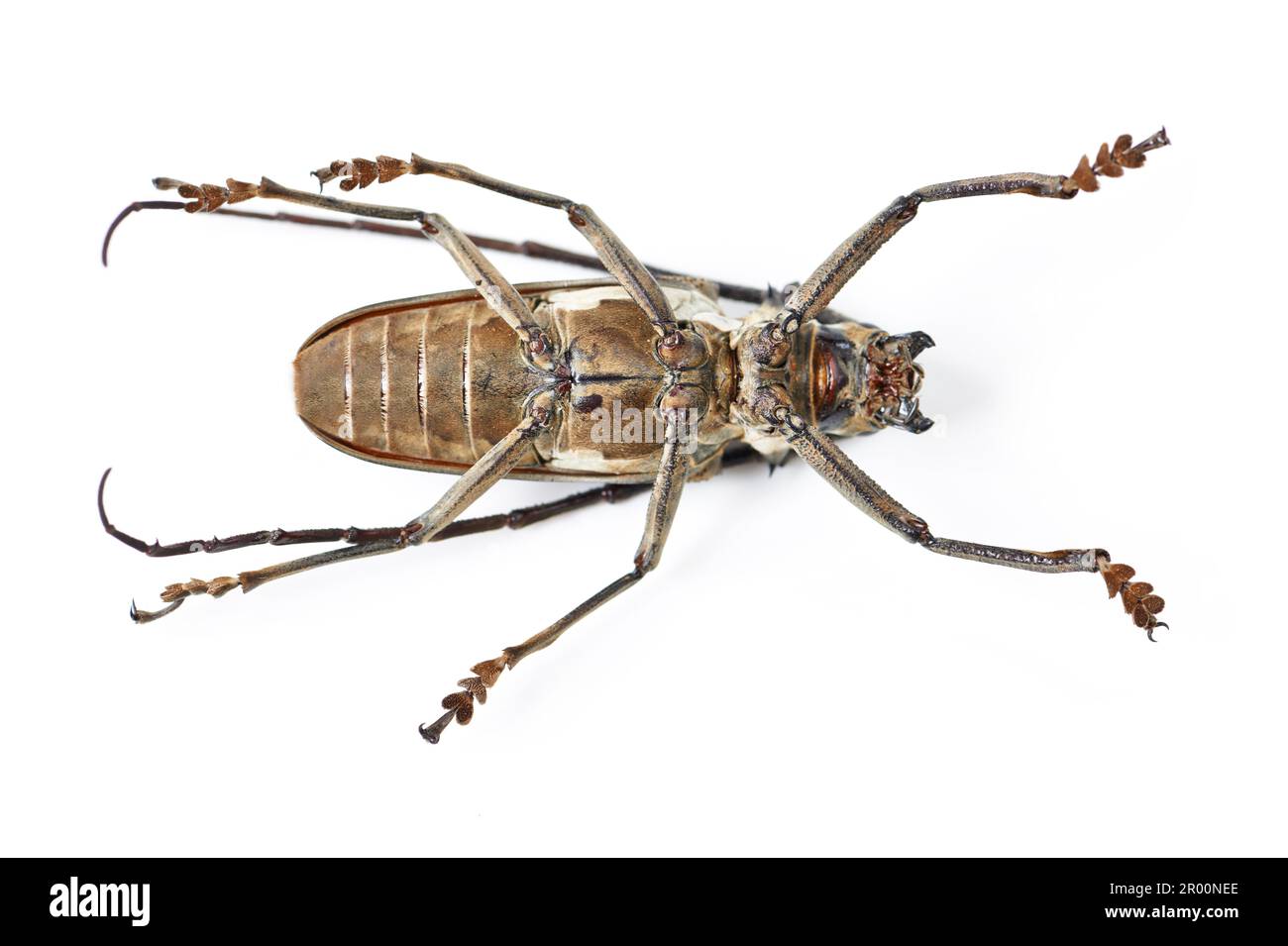 Nature, insect and bug with closeup of beetle in studio for ecosystem ...