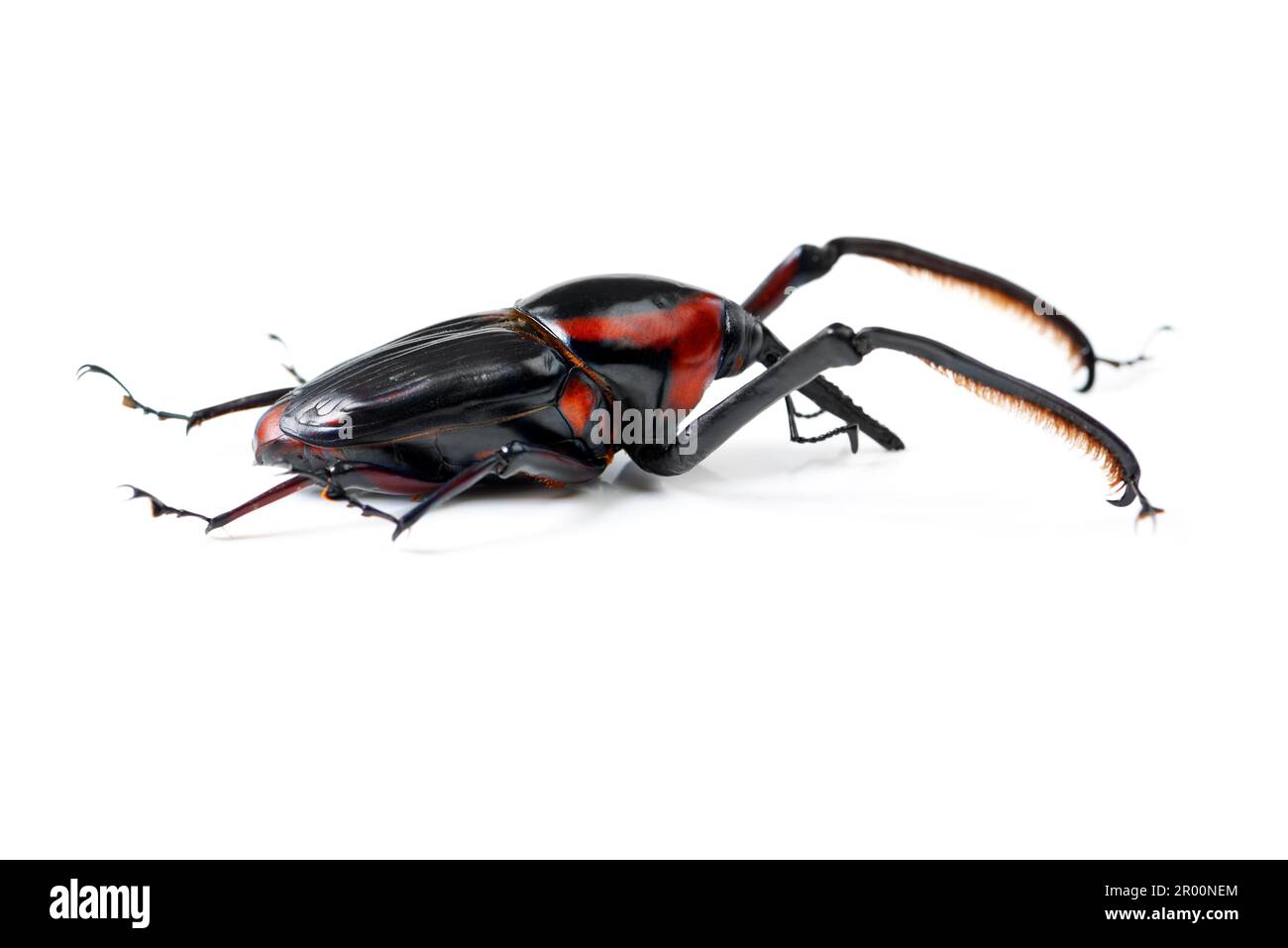 Bug, wildlife and beetle on a white background in studio for pest ...