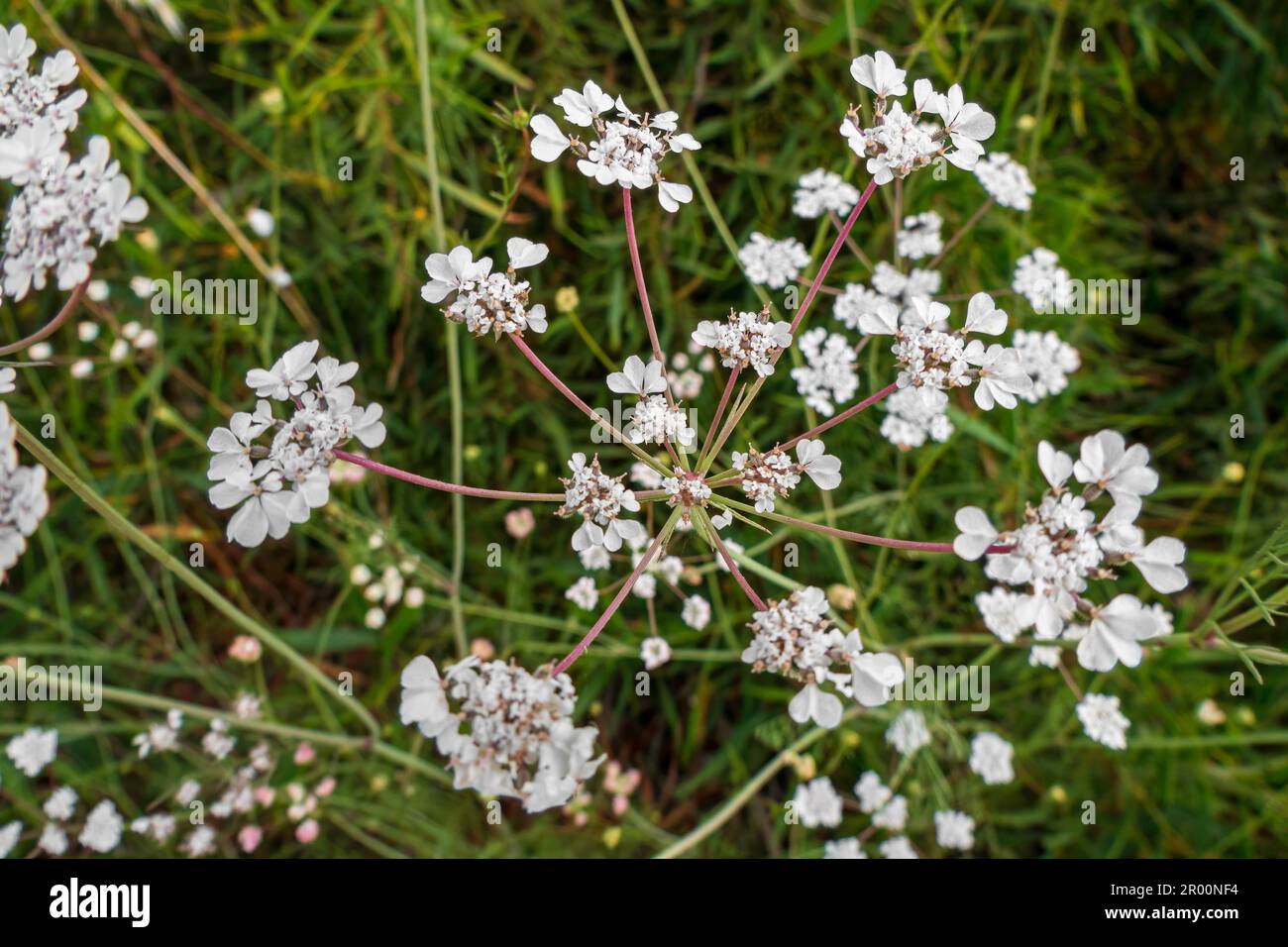 White flowers of Torilis japonica - Japanese Hedge Parsley close up ...