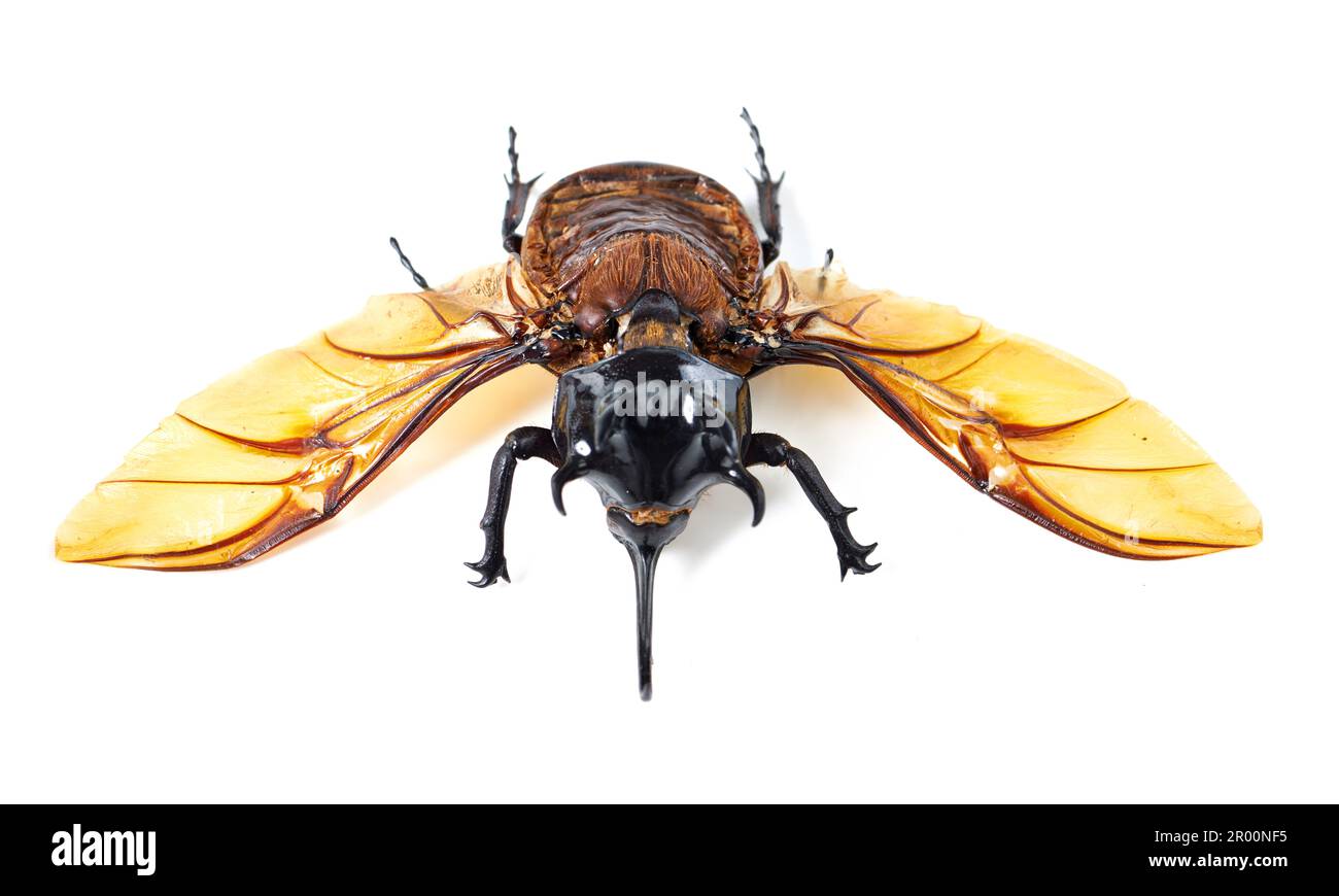 Nature, science and wings of beetle from front on white background ... Nature, science and wings of beetle from front on white background ...
