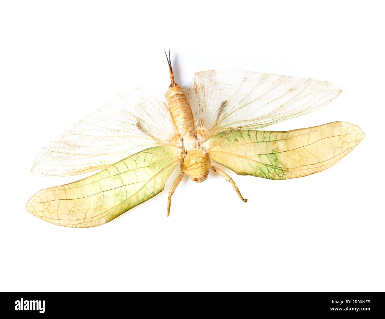 Nature, insect and bug with moth in studio for environment, fauna and ...