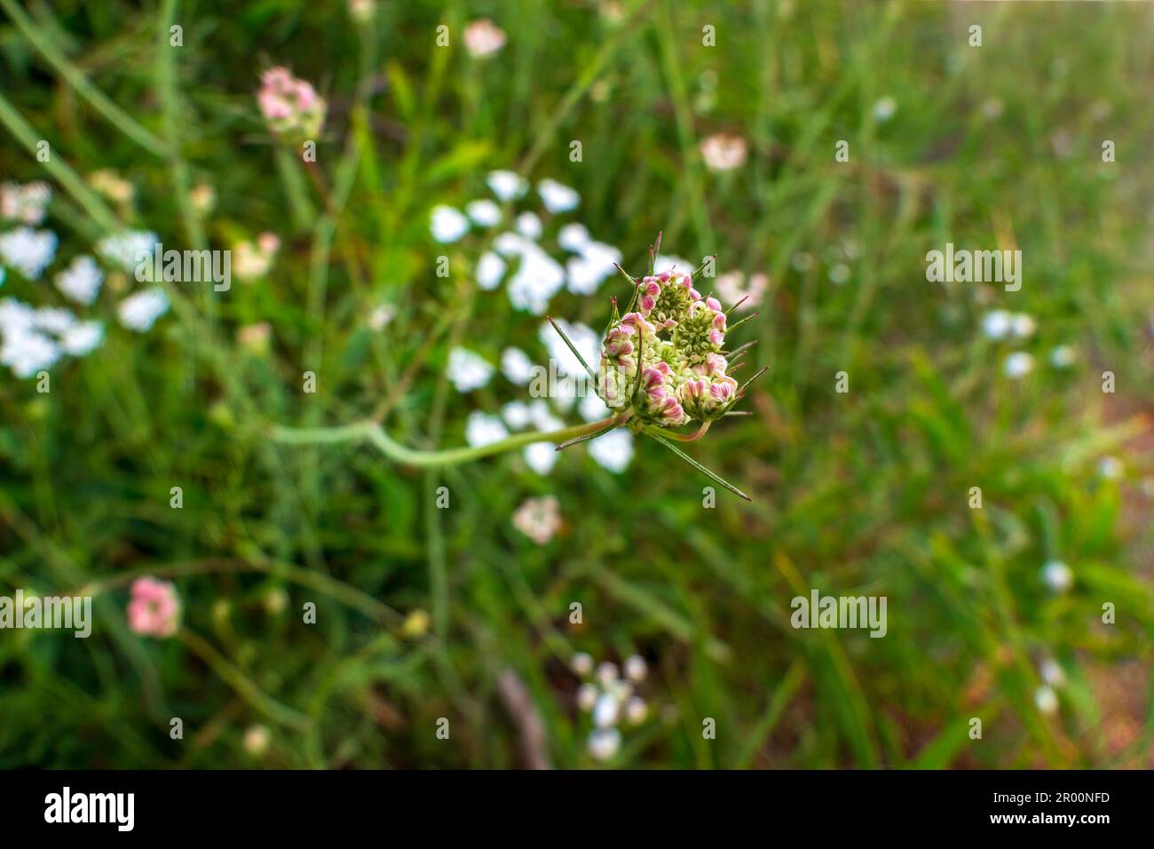 White flowers of Torilis japonica - Japanese Hedge Parsley close up ...