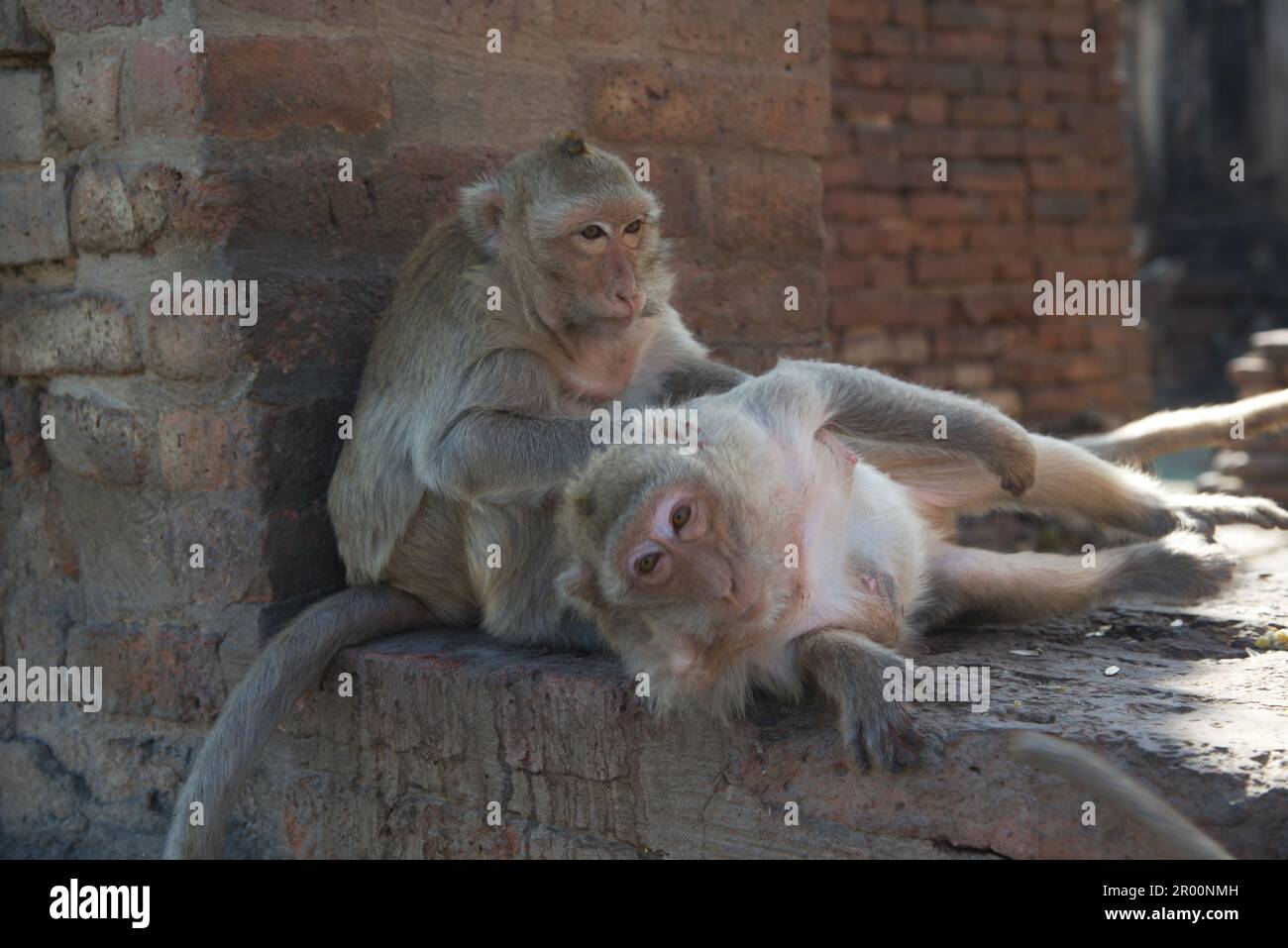 A group of monkeys living at an ancient site at Phra Pang Sam Yot ...