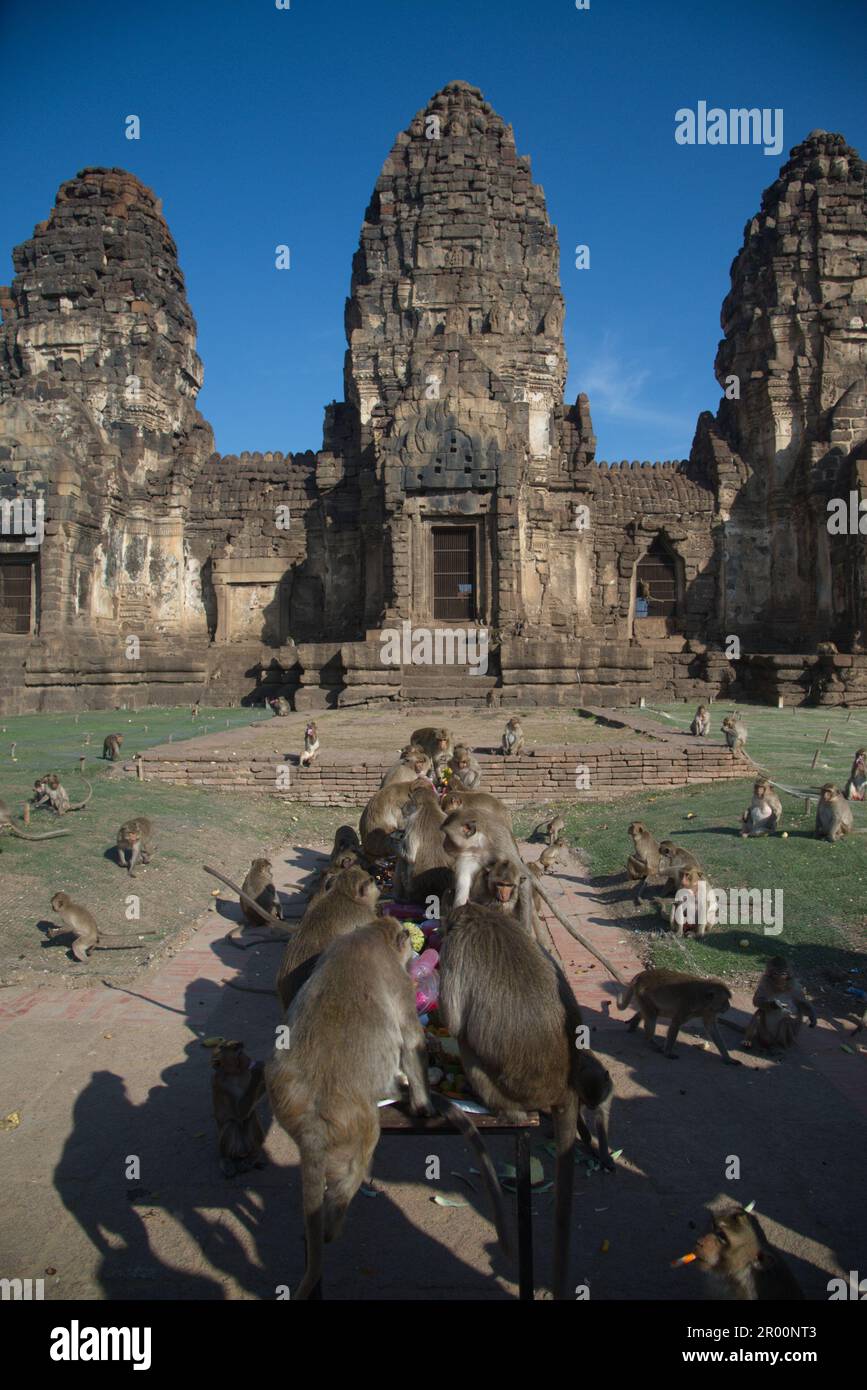 The monkeys enjoy eating many fruits and desserts sweetmeat in Monkey ...