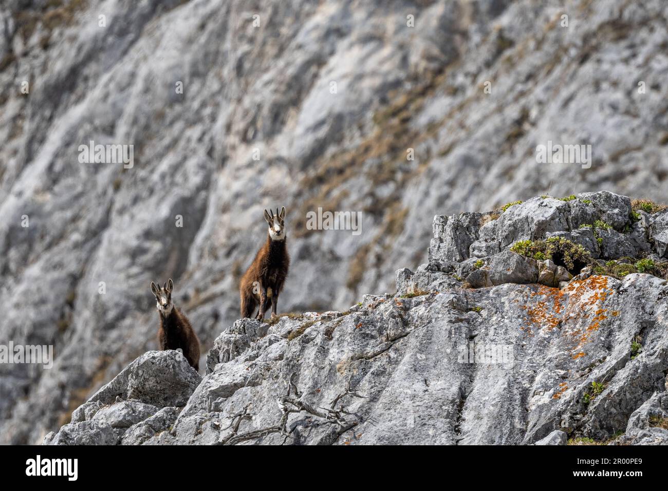 Alpine chamois in its natural rocky habitat in the Hochschwab Alps in ...
