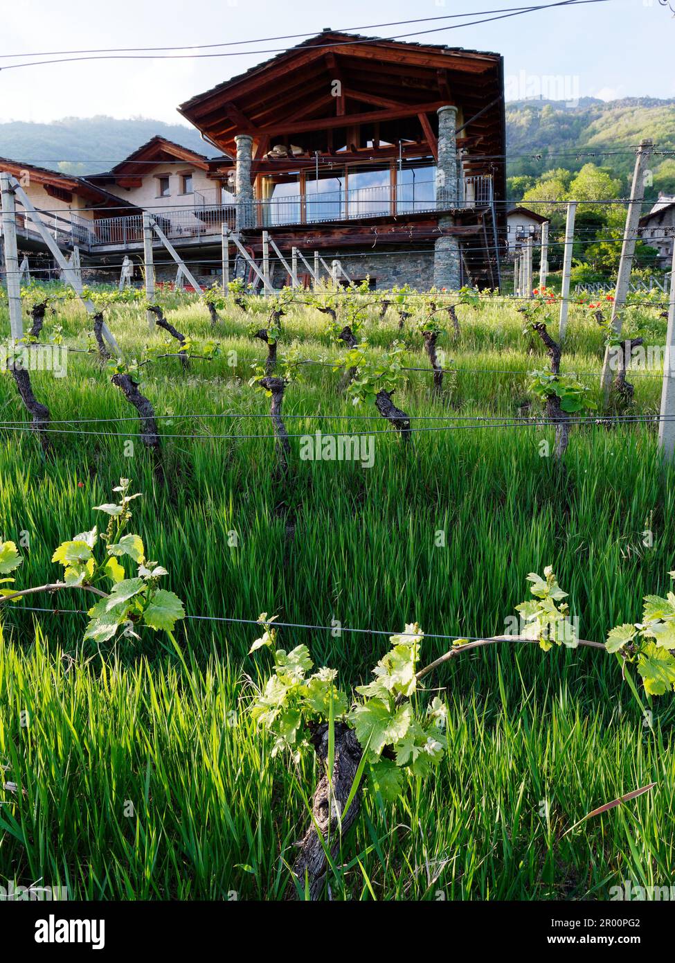 Les Gramges organic vineyard in the springtime in Nus, Aosta Valley, NW ...